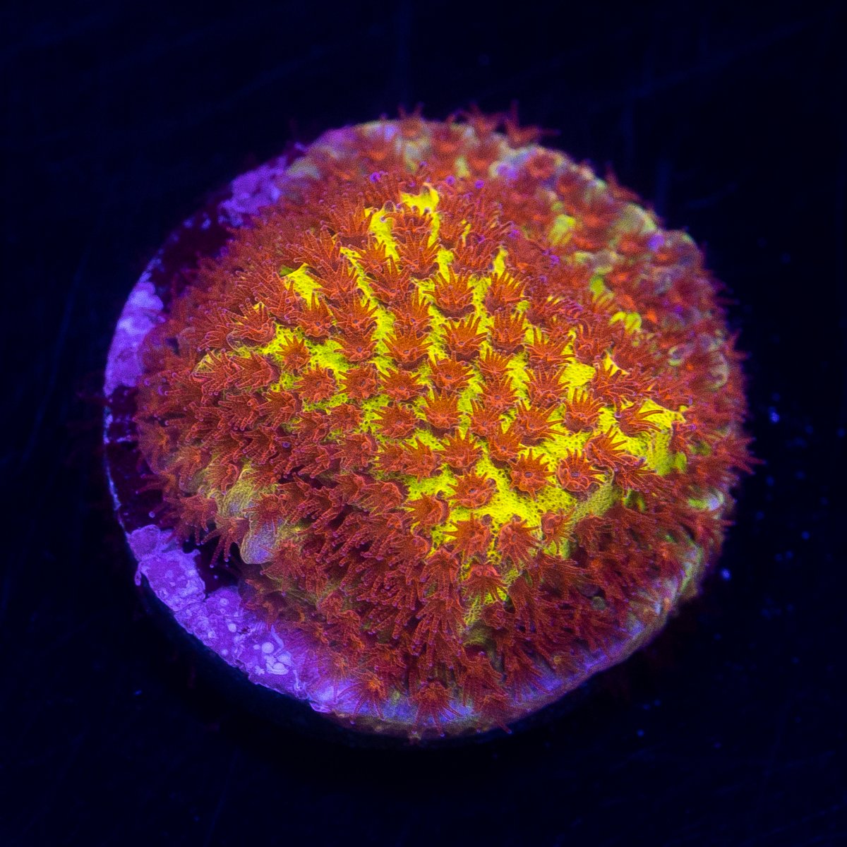 Living Reef Orlando 9 YEAR ANNIVERSARY AFTER SALE GOING ON NOW