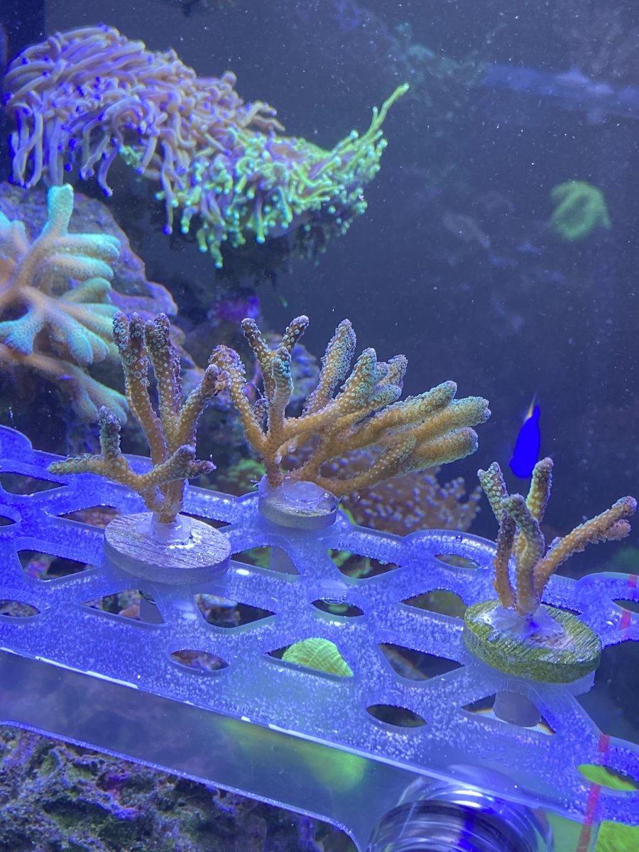 Finally got the new scape done - how does it look? | Reef2Reef