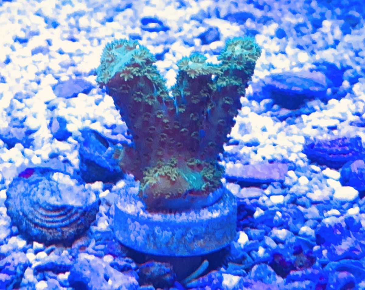 Tried the wwc coral club silver 3month. | REEF2REEF Saltwater and Reef ...