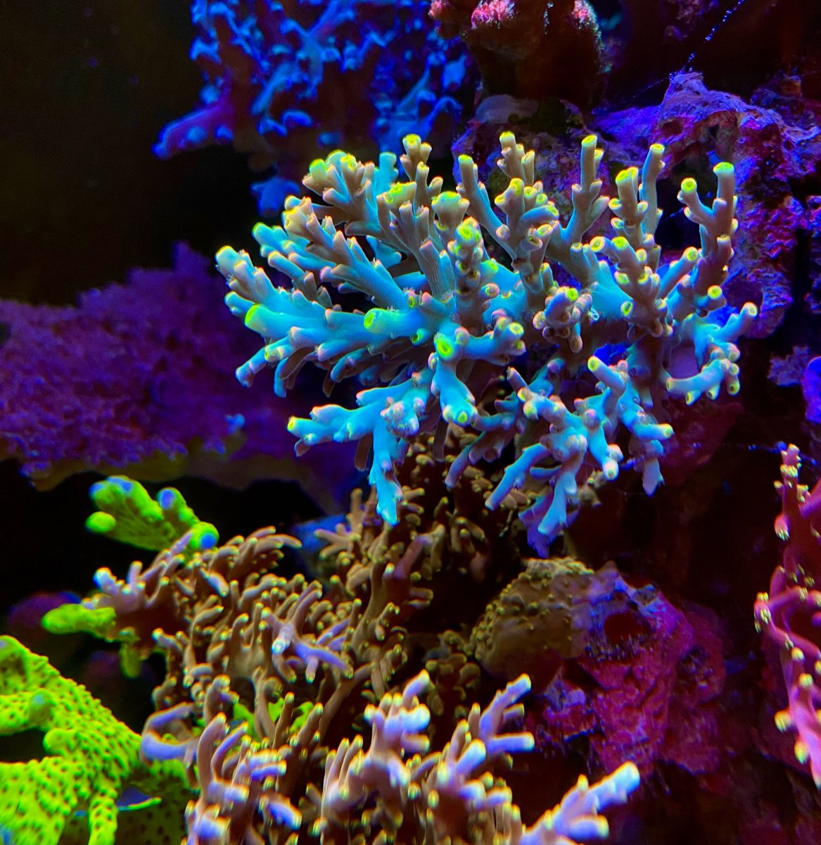 Inline with Randy's post yesterday. Let's see your tanks with No dosing ...
