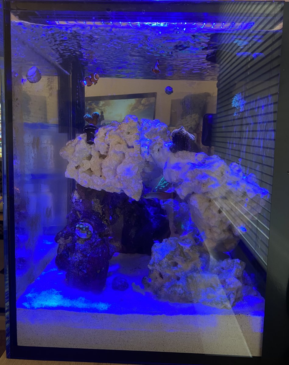 Build Thread - UPDATE: Innovative Marines Nuvo Fusion 15 gal | Reef2Reef