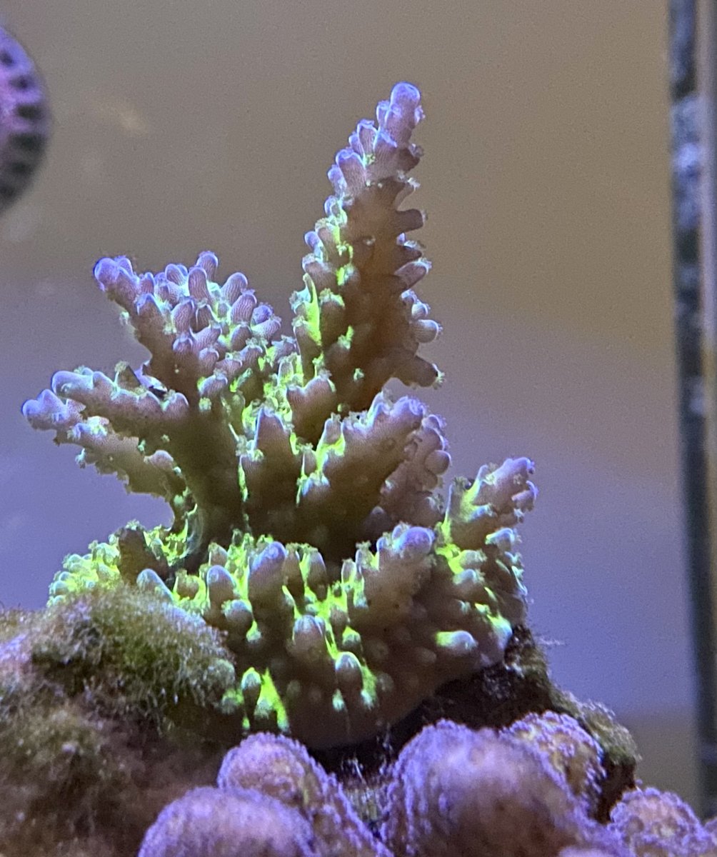 reef-pi :: An opensource reef tank controller based on Raspberry Pi ...