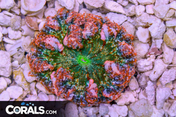 HOT Ultra Rock Flower Anemones! We just LOADED the site with WYSIWYG ...