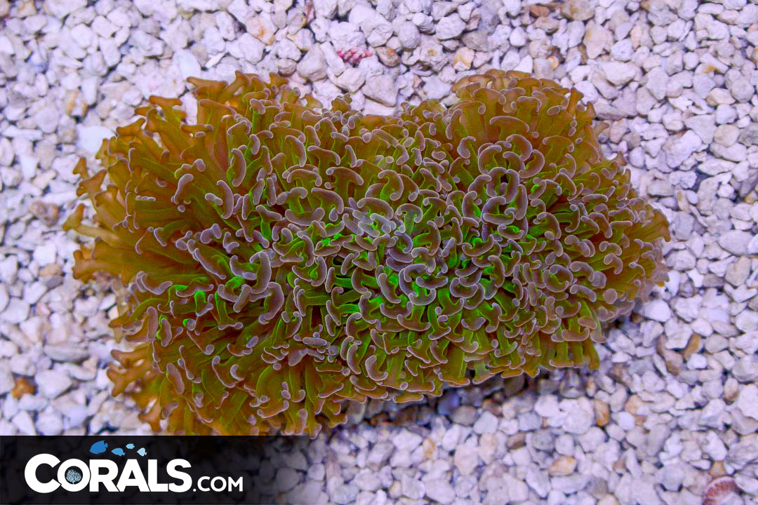 HOT New Colonies Just Went Live! | Reef2Reef