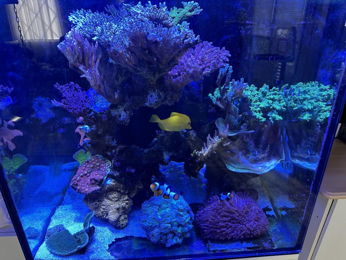New York - Live Goods - All corals for sale SPS, LPS, GONI, YELLOW TANG ...