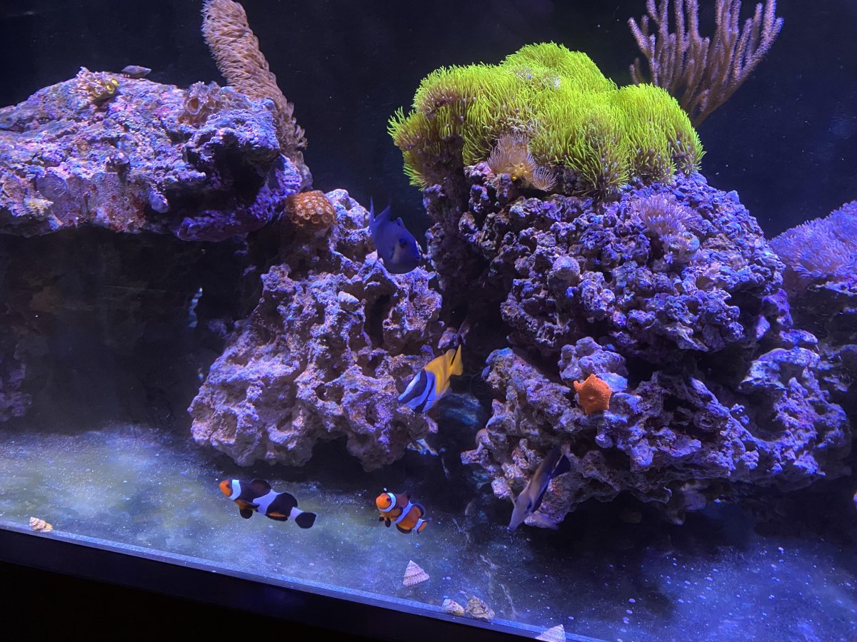 Build Thread - Glass Cages 180 & 165 dual tank build | Page 4 | Reef2Reef