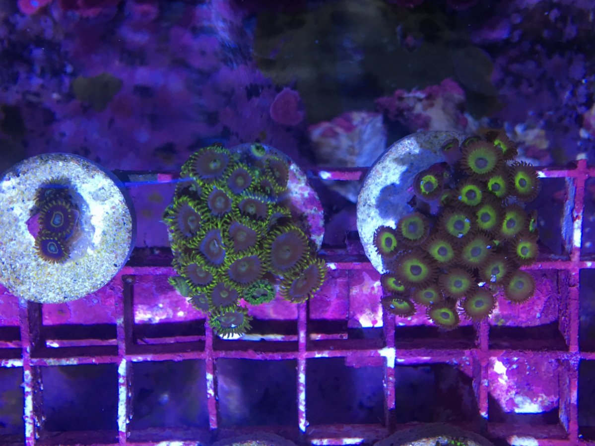 Zoa Packs- 12 types of zoas in each!! | Reef2Reef