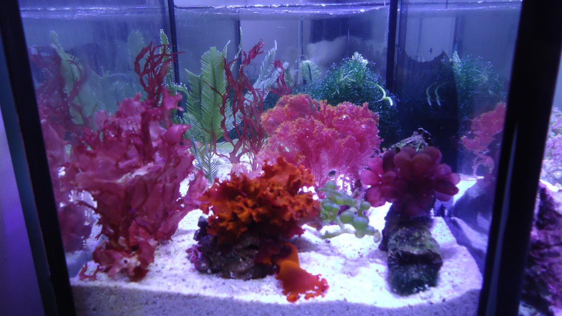 Brand new MACROALGAE forum!**** | Reef2Reef