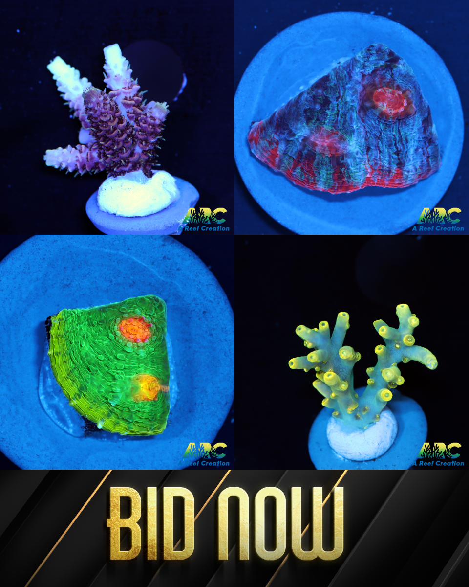 A Reef Creation | Auctions All Week! | Reef2Reef