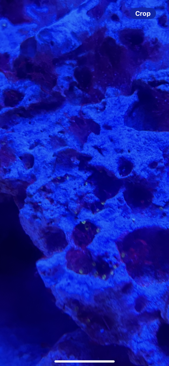 Mini neon green dots all over 1 rock? Please help ID | Reef2Reef
