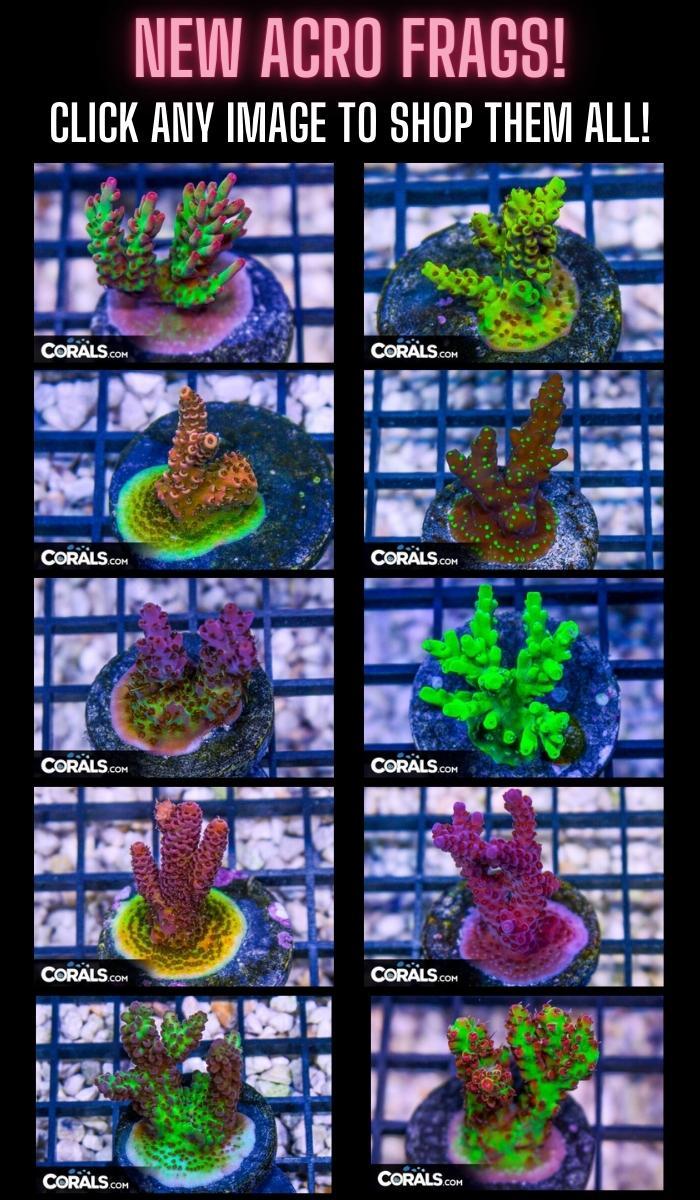***NEW Colonies Just Added! Check Out These Frags!*** - Acantho ...