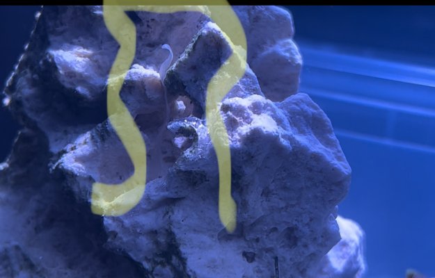 2-inch inch ribbon-like creature | Reef2Reef
