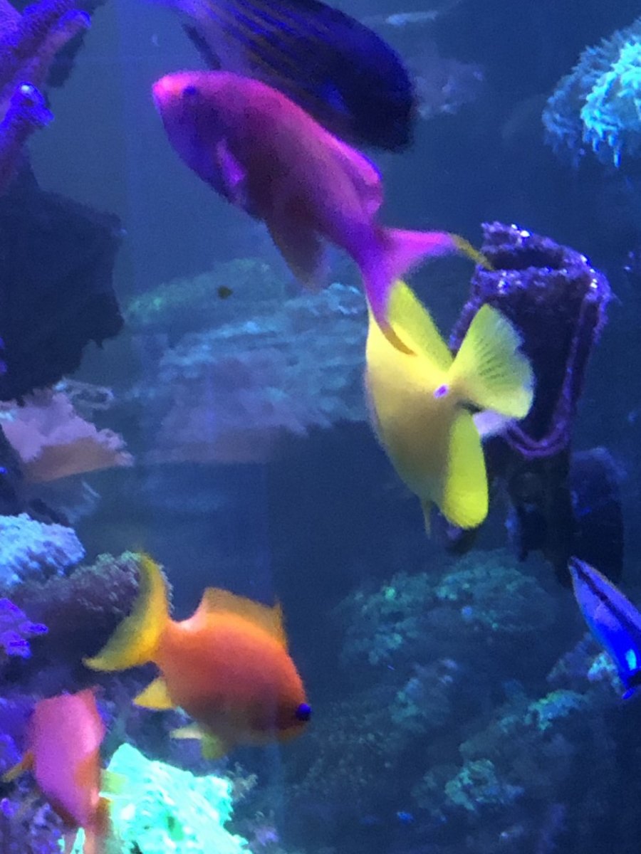 Eye Candy: The most photogenic fish thread | Page 17 | REEF2REEF ...