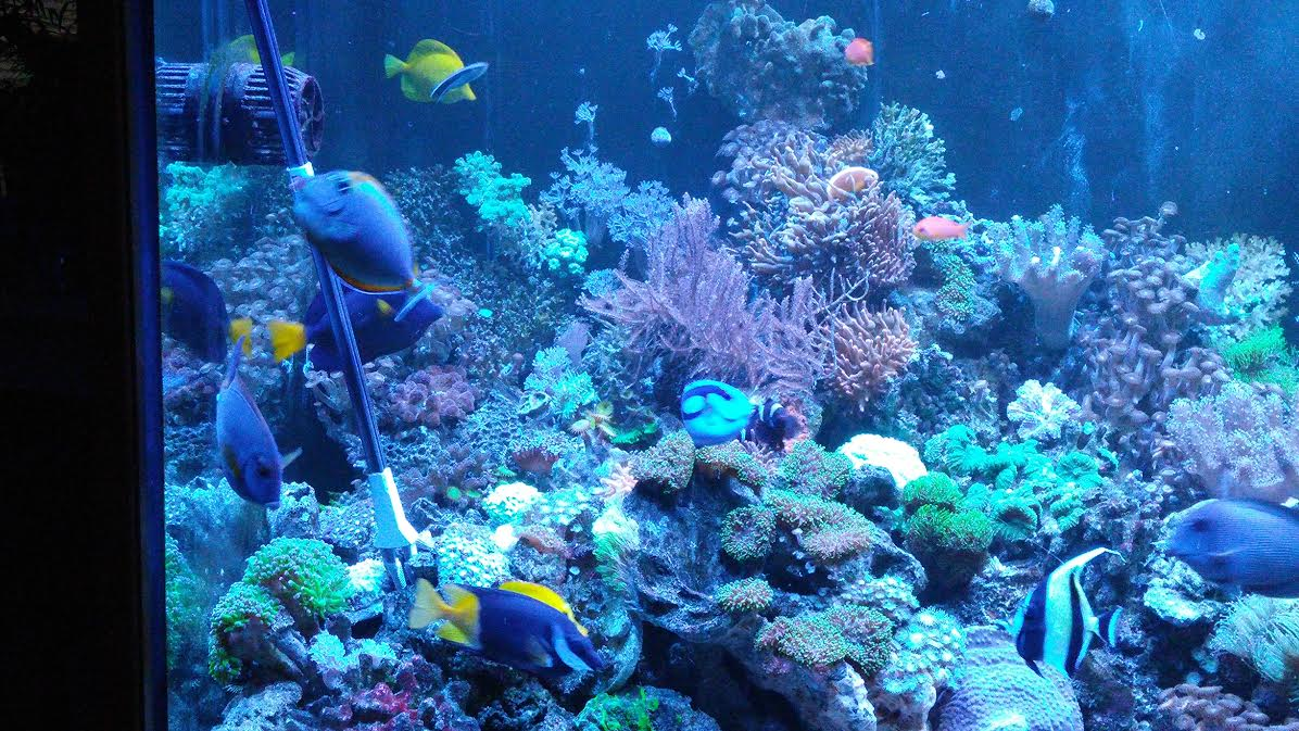 tang with a fox face | Reef2Reef
