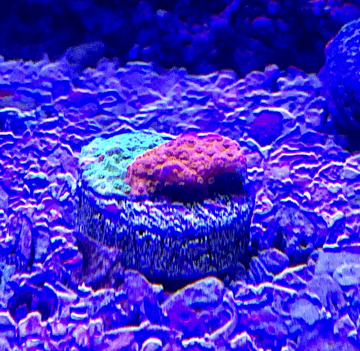 Tried the wwc coral club silver 3month. | REEF2REEF Saltwater and Reef ...