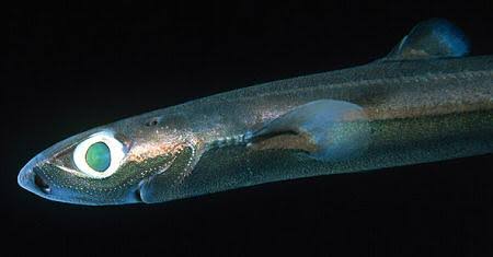 Velvet belly lanternshark | REEF2REEF Saltwater and Reef Aquarium Forum