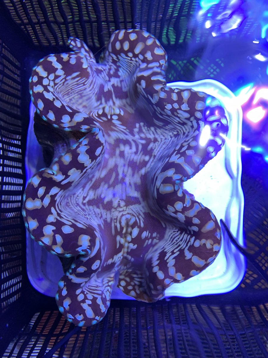 Lets see those CLAM photos! Clams that you have, had, or even ...