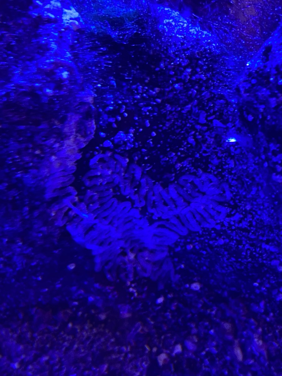 Snail Eggs Reef2reef