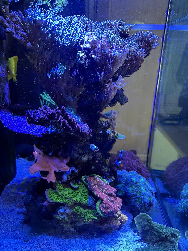 New York - Live Goods - All corals for sale SPS, LPS, GONI, YELLOW TANG ...