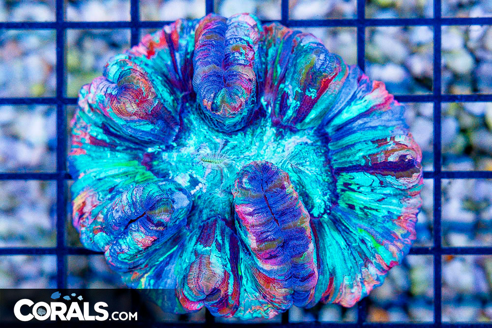 **FIRE NEW CORAL DROP** Colonies, Anemones, and Collector's Corals ...