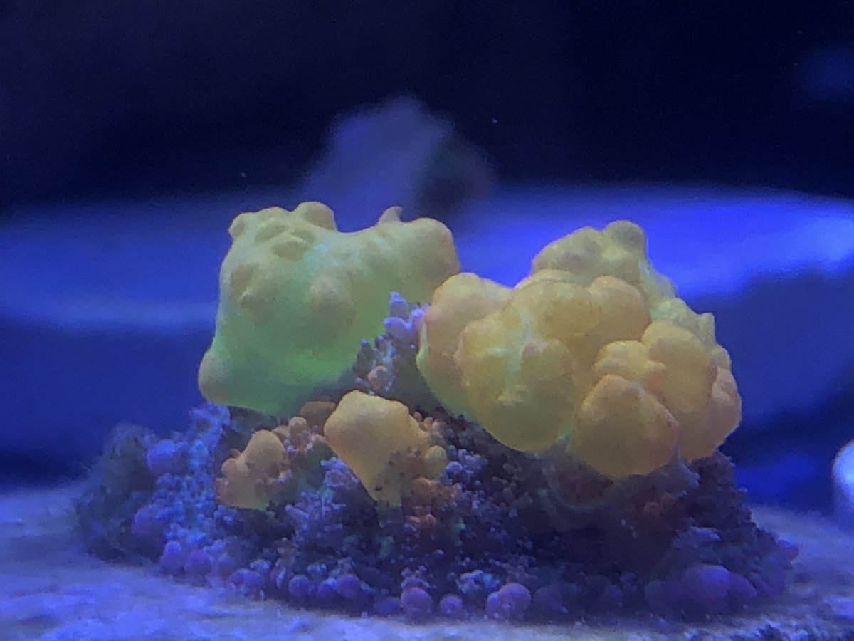 California - baby og and quarter sizes | Reef2Reef