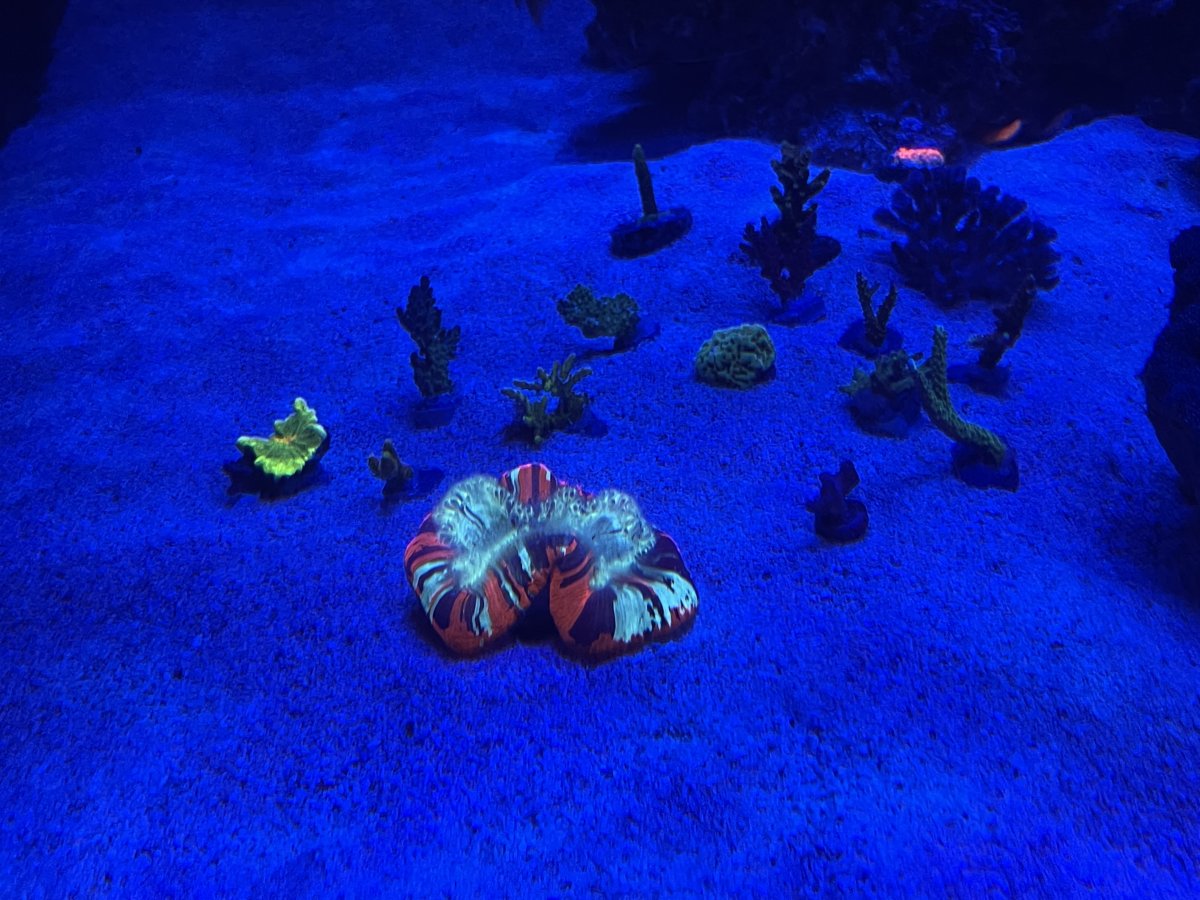 Monster Build - 1K Reef.... Miracles custom 1000 gallon aquarium 120 ...
