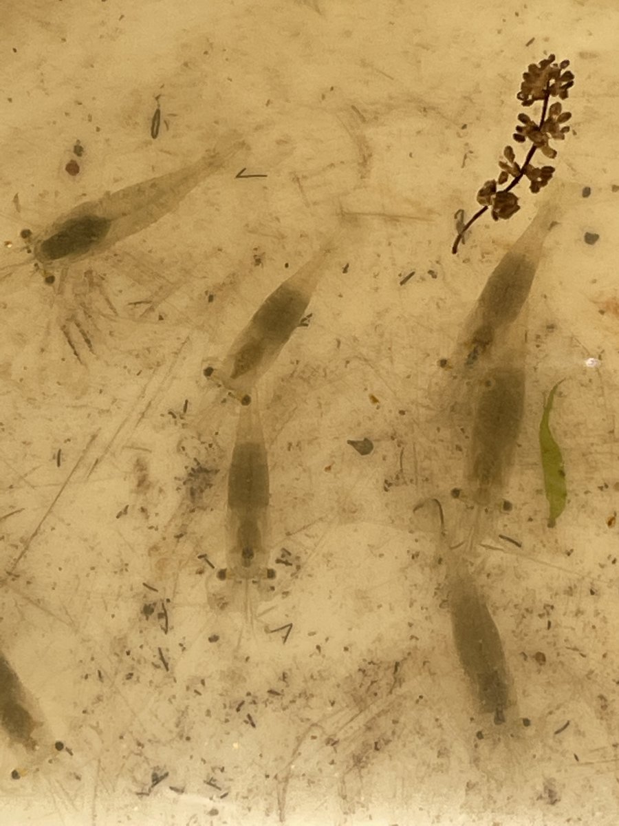 Grass Shrimp In Charleston Sc Marshes Reef2reef