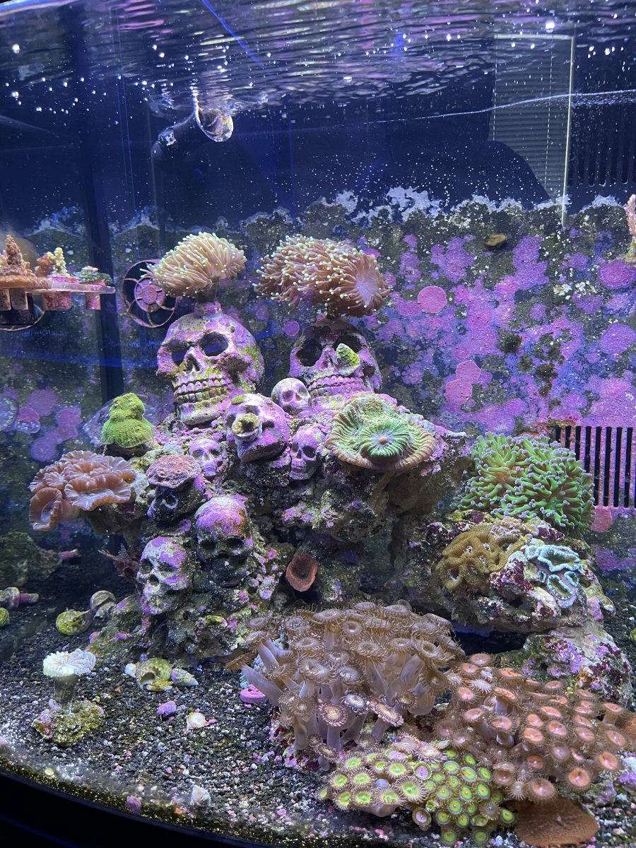 CONTEST - Official REEF OF THE MONTH Nomination Thread! | Page 5 ...