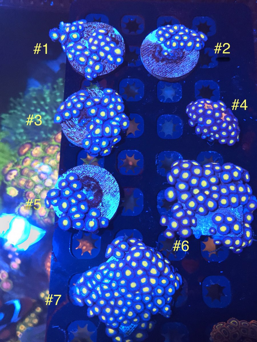 California - AOI colonies (many to choose) | Reef2Reef