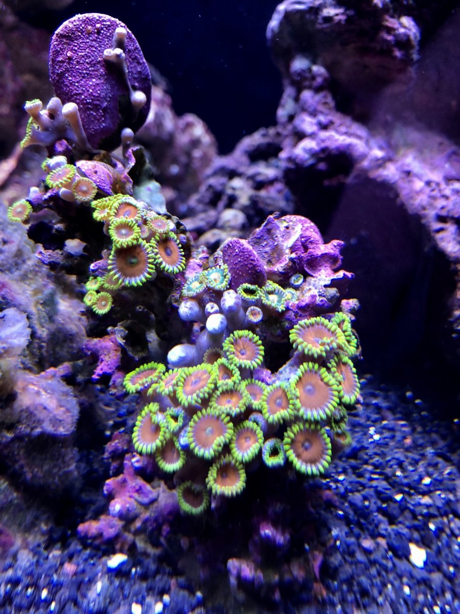 Zoa Identification Help! | Reef2Reef