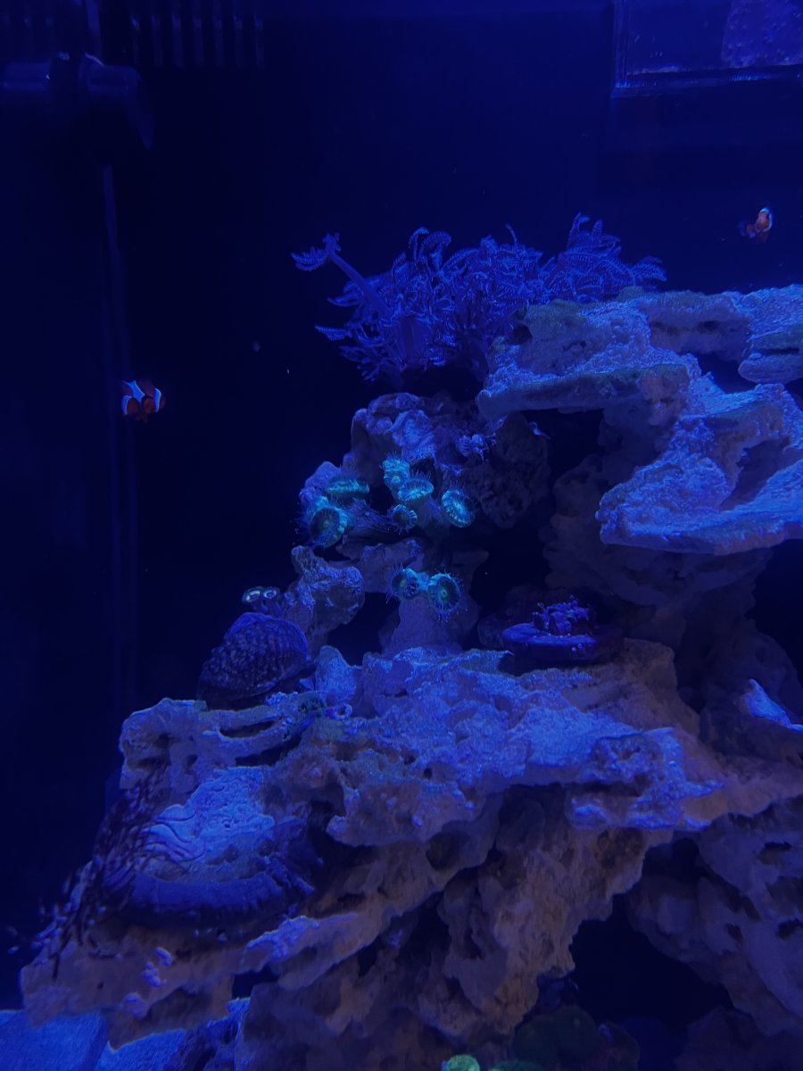 Aquatop Recife 40g build | Reef2Reef