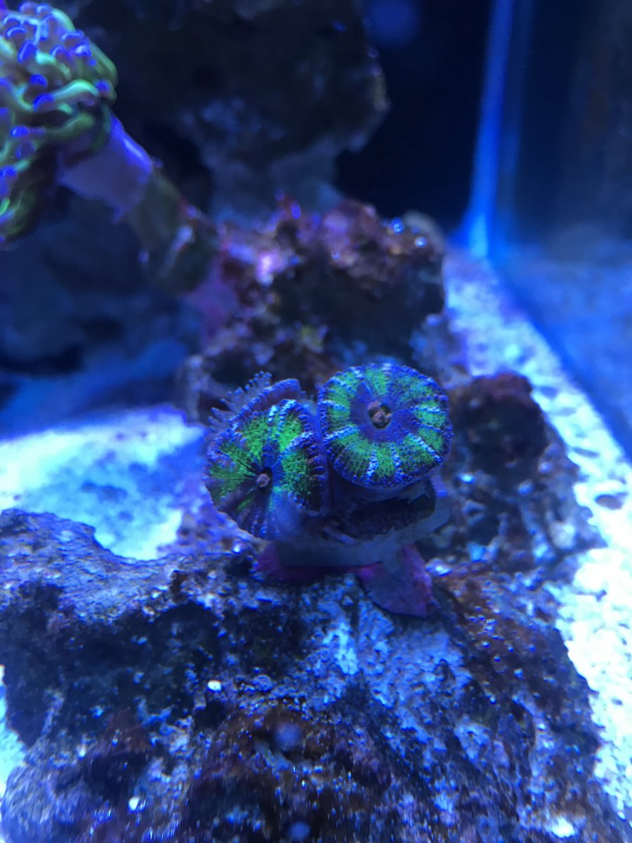 How long does it take for a acan to start growing? | Reef2Reef