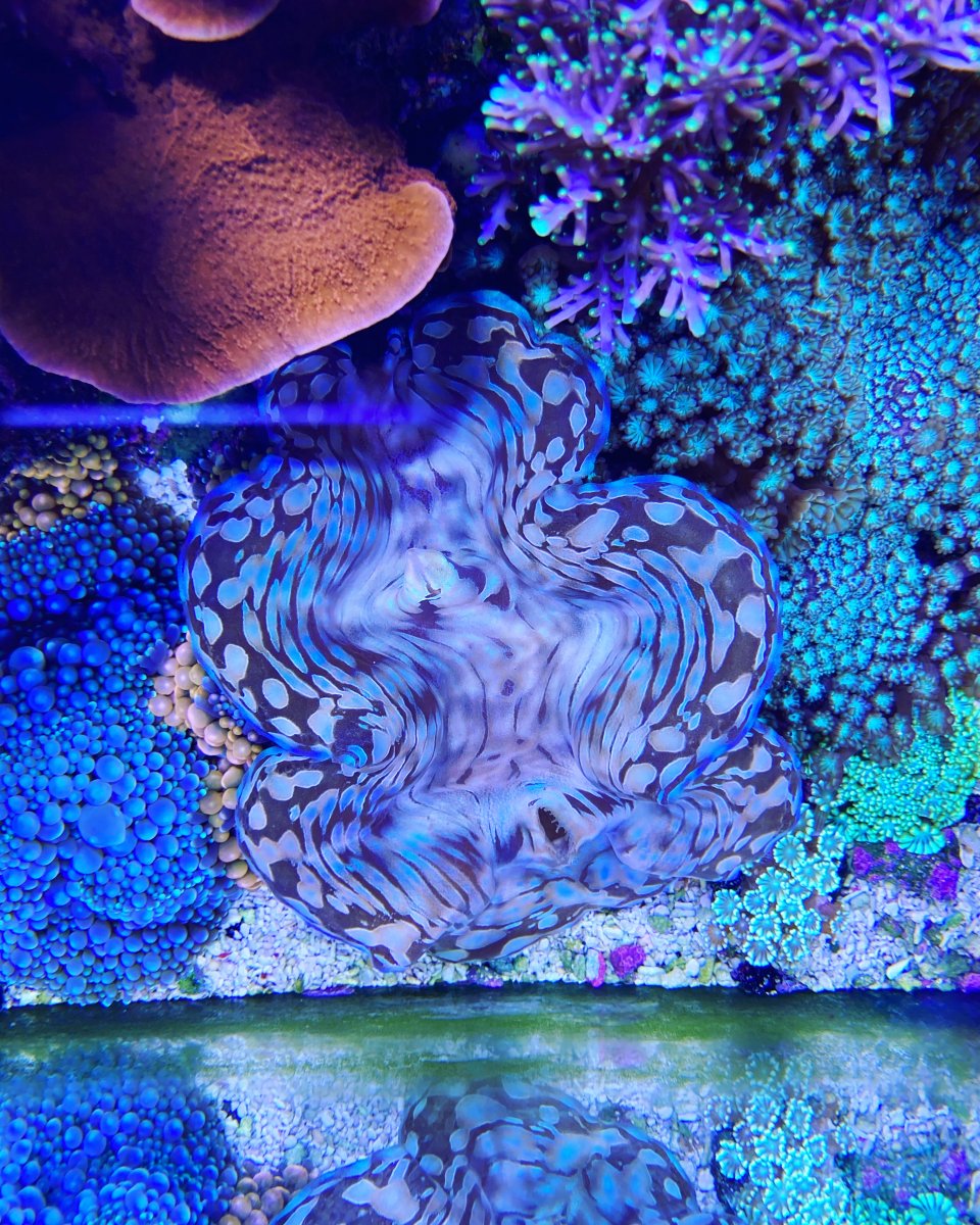 Lets see those CLAM photos! Clams that you have, had, or even ...