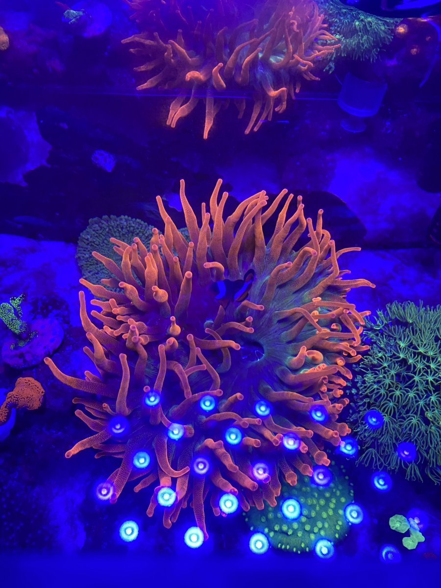 29G Glowing Reef -> 75G Mixed Reef -> 180G SPS/Mixed Reef Build ...