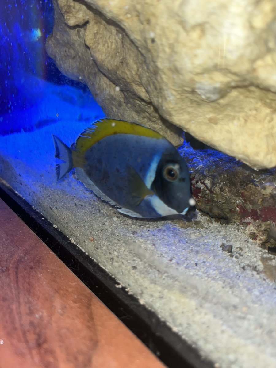 Powder blue tang appears to have bruising all over body | Reef2Reef