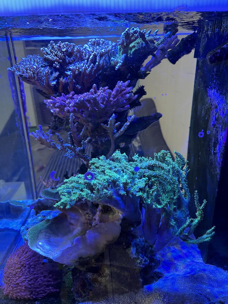 New York - Live Goods - All corals for sale SPS, LPS, GONI, YELLOW TANG ...