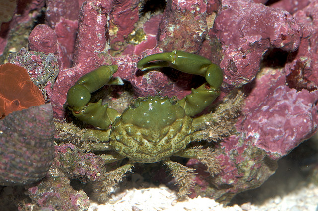 Popping Bubble Algae: Let's settle this once and for all! | Reef2Reef