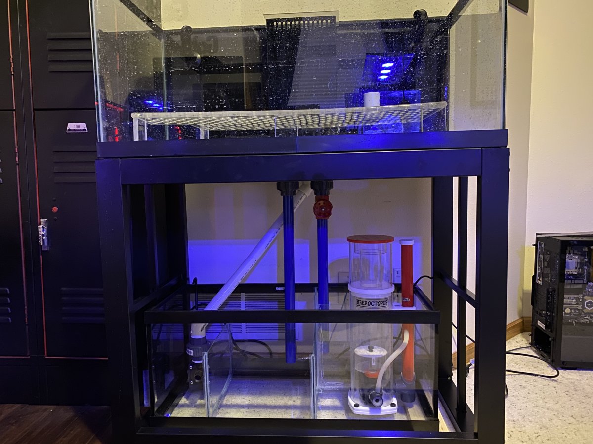 Frag Build - Where to place MP10’s on a 40 breeder | Reef2Reef