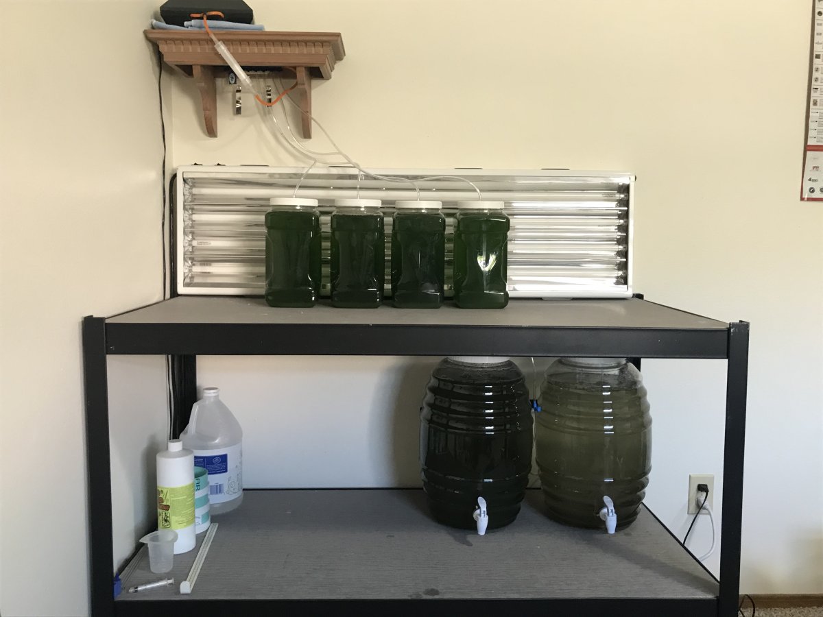 New Mexico - FS- Tisbe pods and Phytoplankton | Reef2Reef