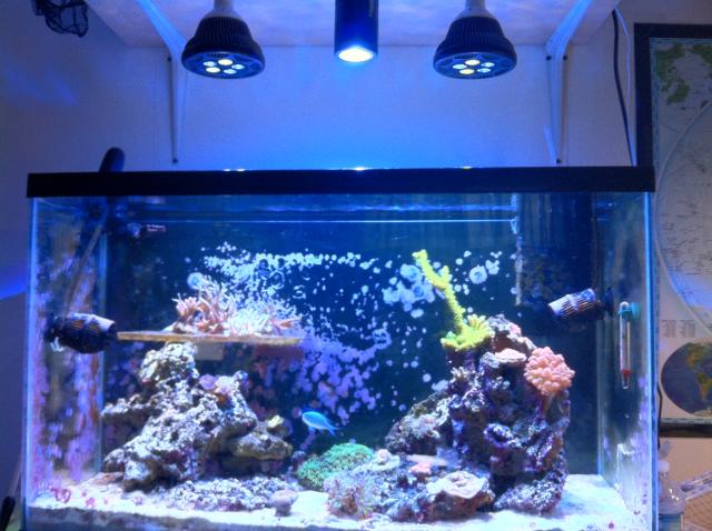 29 Gallon Reef Build | REEF2REEF Saltwater and Reef Aquarium Forum
