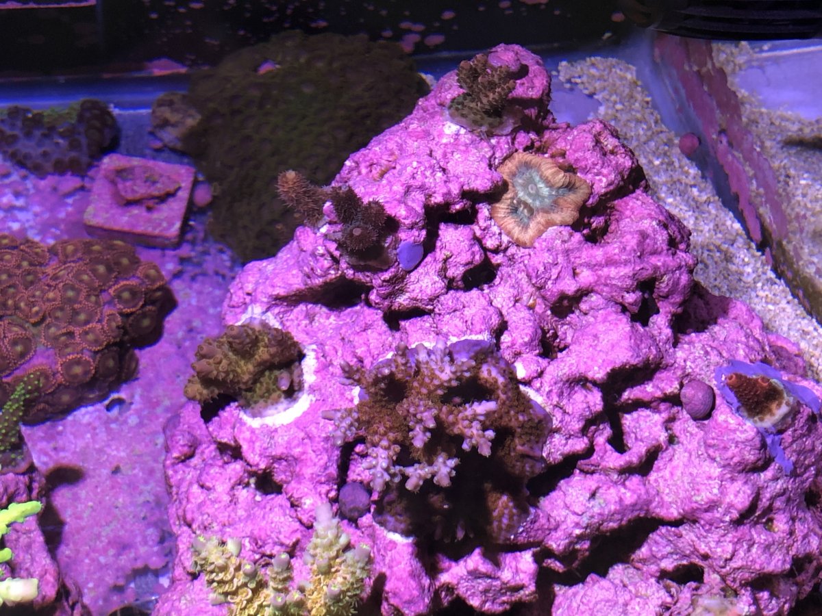 Build Thread - Reef Rehabilitation 29g cube and equipment room build ...