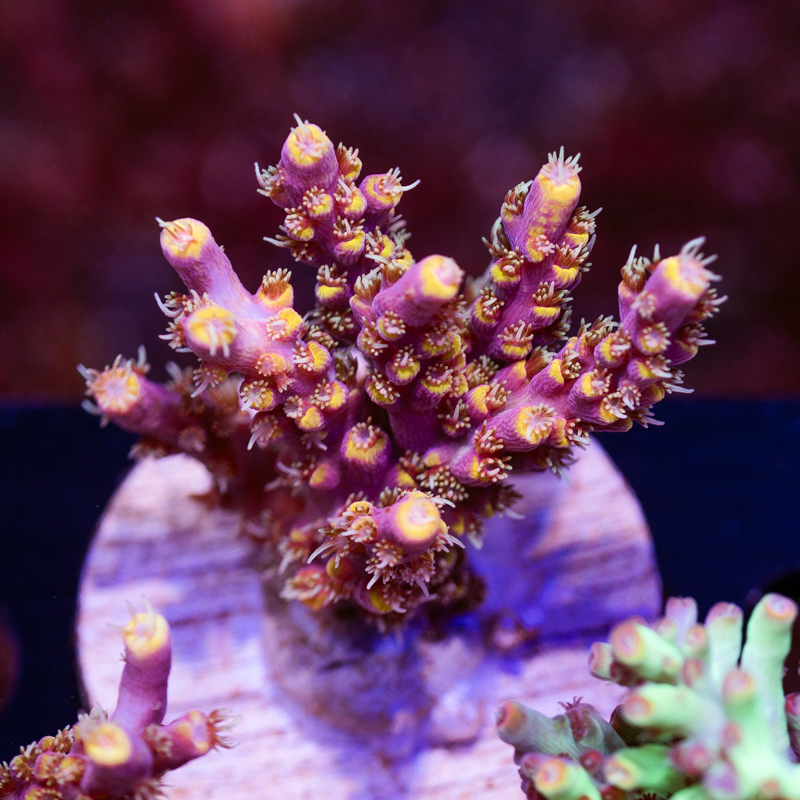 Cherry Corals Fall Sale! All Corals 25% off! New Corals! | Reef2Reef