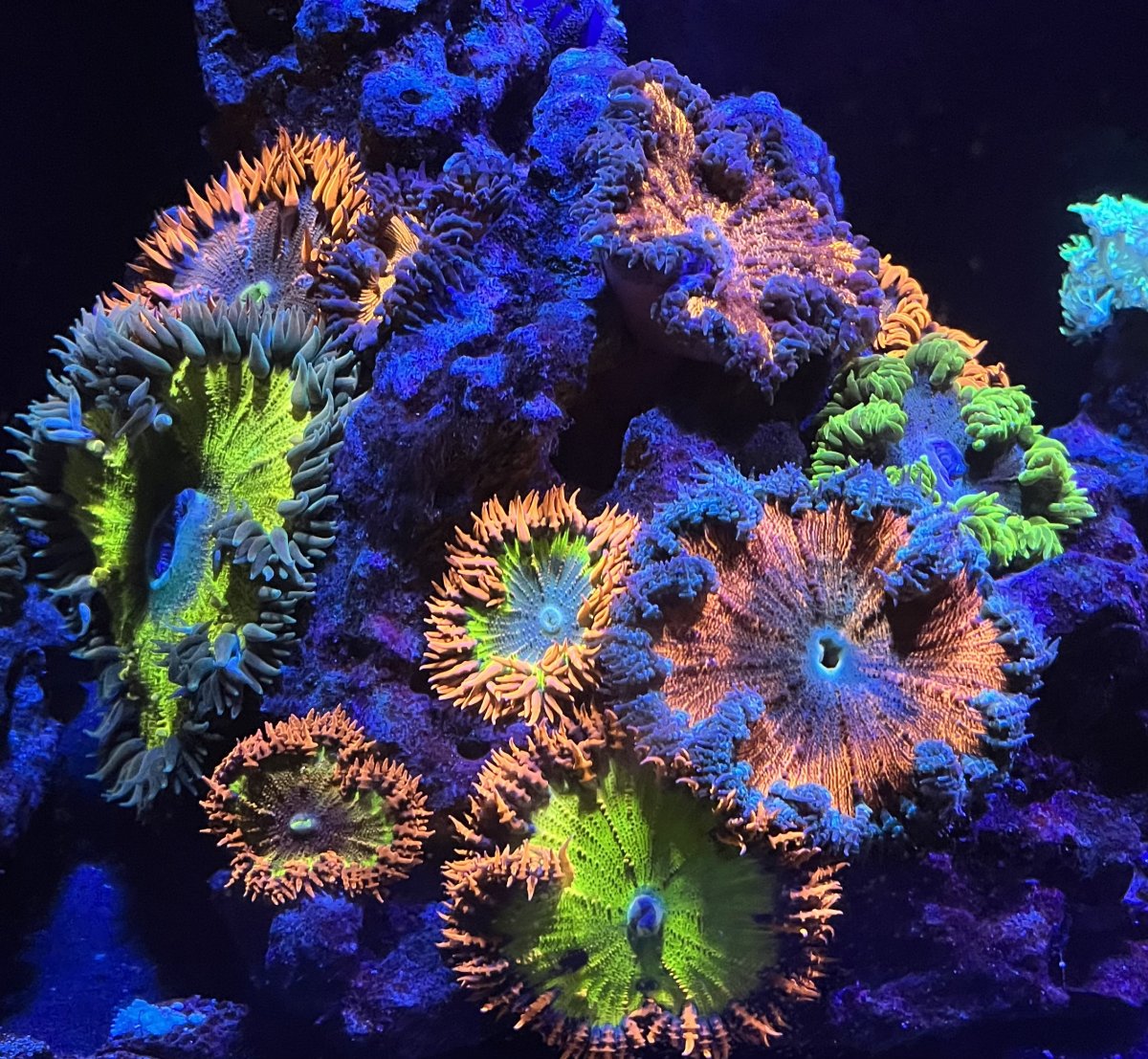 A little RFA love: Let’s see your favorite Rock Flowers | Reef2Reef