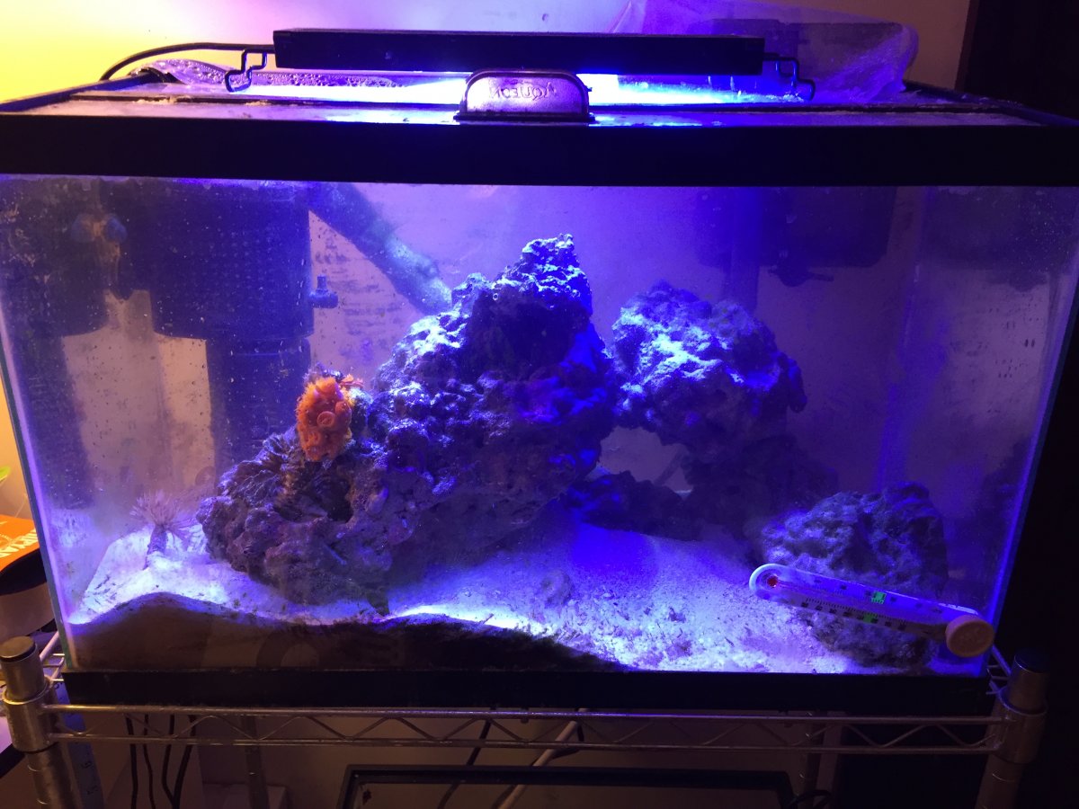 Build Thread - The macro garden; my macroalgae/gorgonian tank (formerly ...