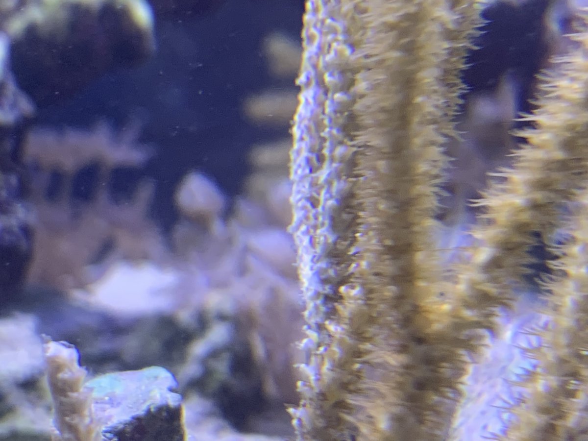 Coral War Victims… | Reef2Reef
