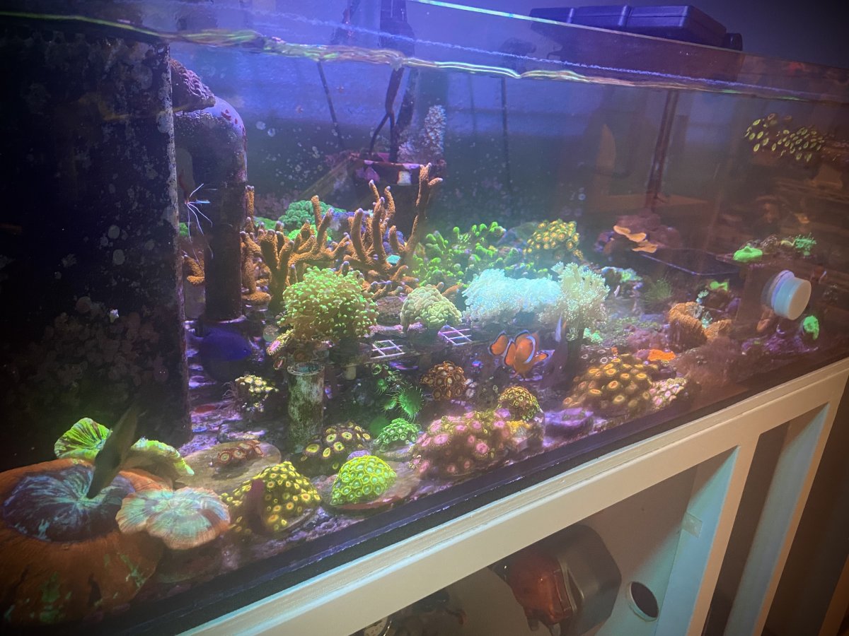 QUESTION OF THE DAY - The most important tools for fragging corals are ...
