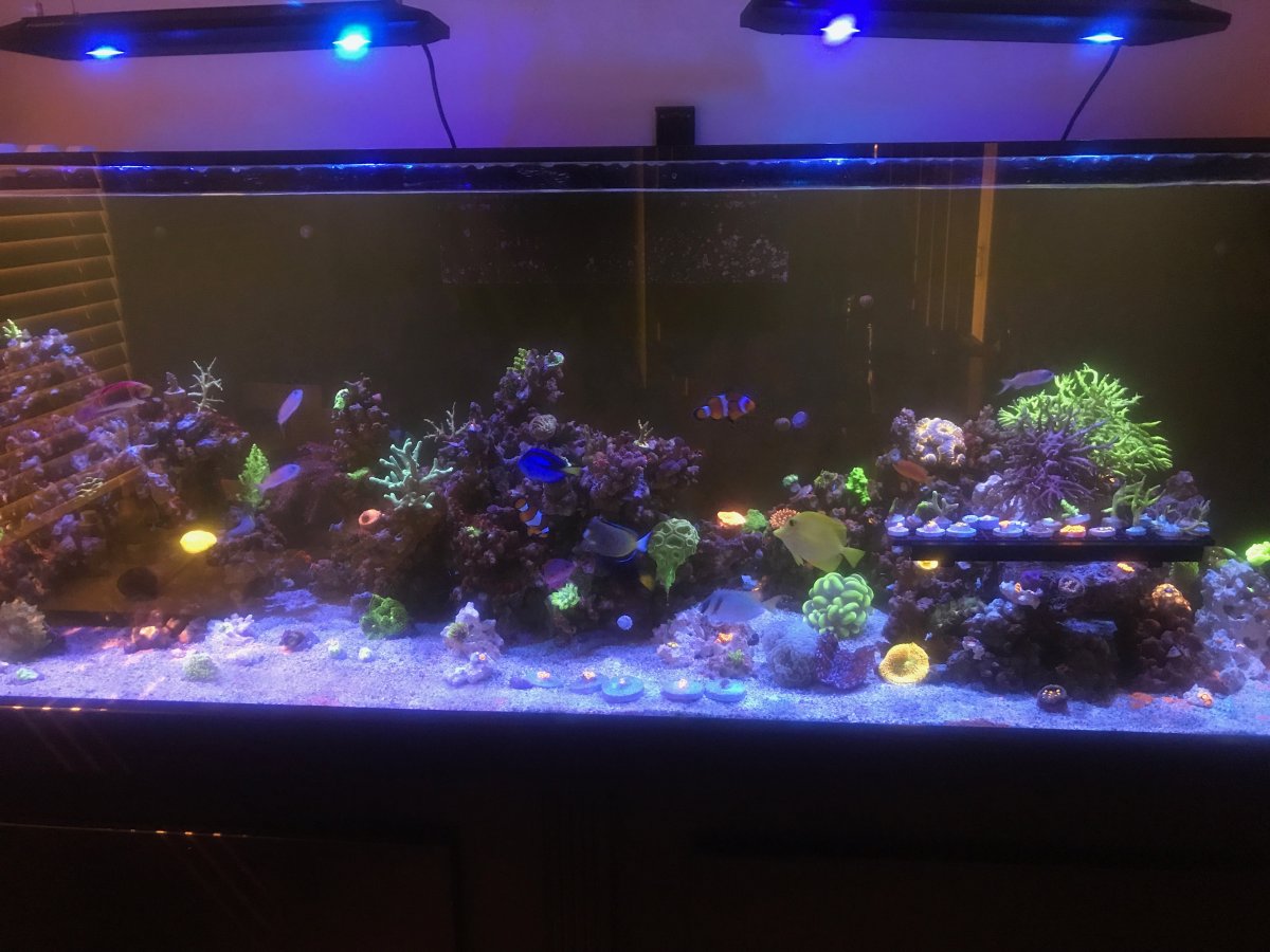 AlgaeBarn June Contest & Discount | Page 3 | REEF2REEF Saltwater and ...