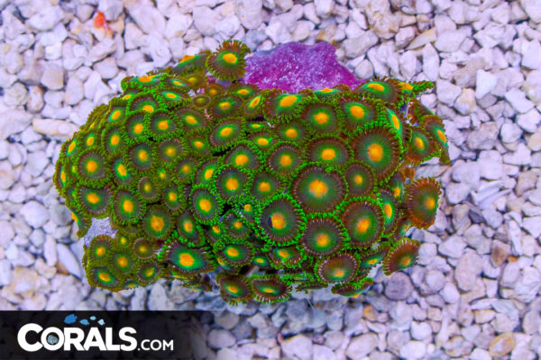 Top 10 Coral Picks of the Week! ~Corals.com | Reef2Reef