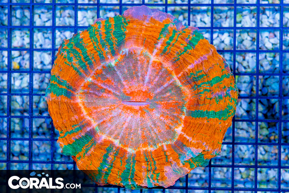**FIRE NEW CORAL DROP** Colonies, Anemones, and Collector's Corals ...