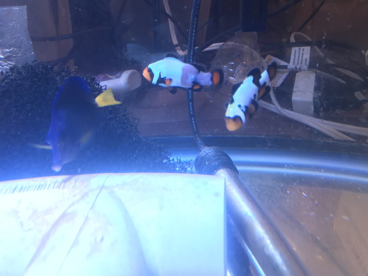 Clown fish Uronema marinum? | Reef2Reef